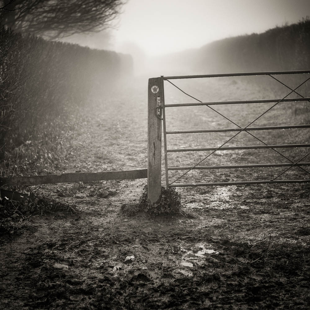 Misty transformations in Dorset | alan frost photography